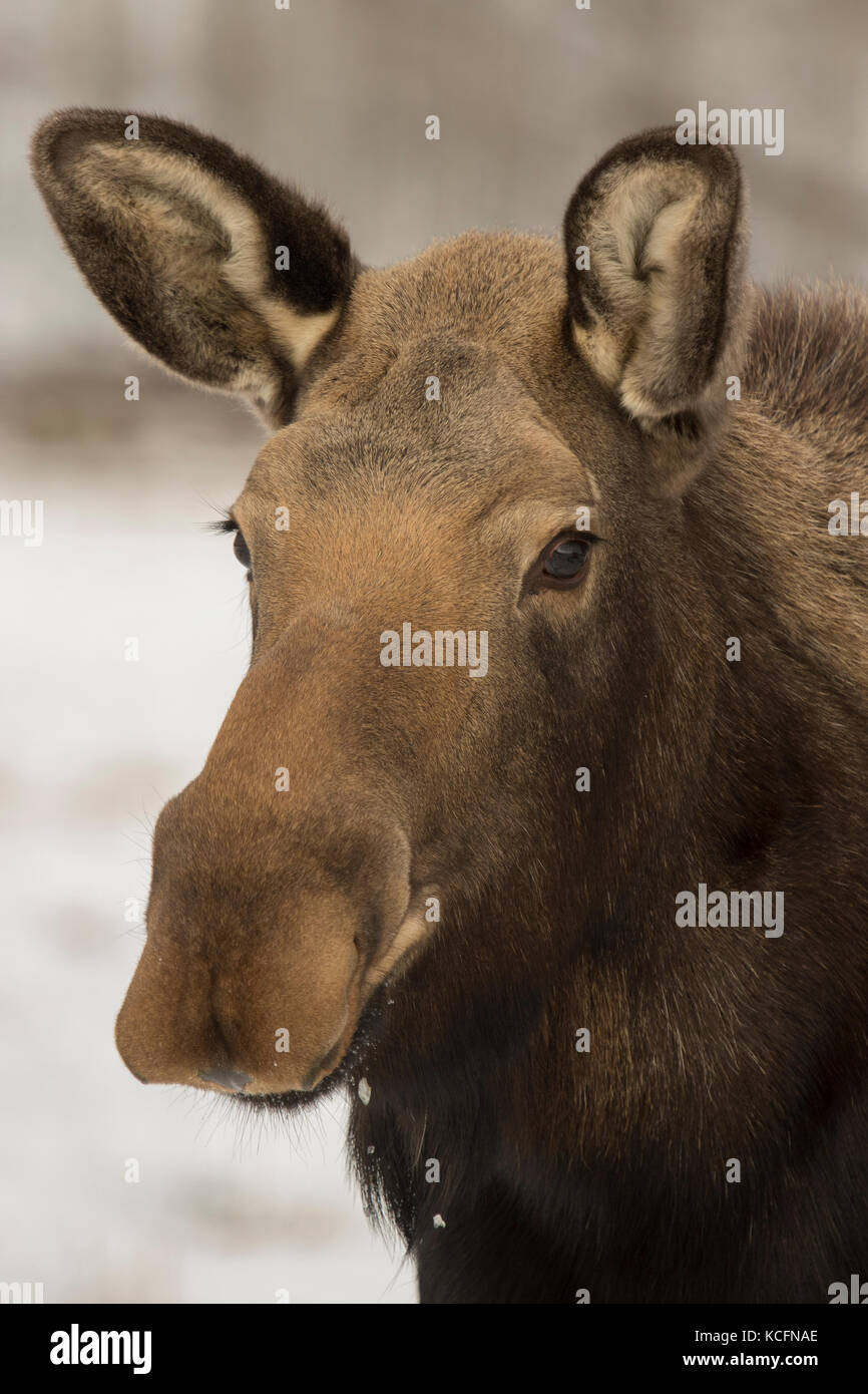Moose, Alces alces, Yukon, British Columbia, Canada Stock Photo - Alamy