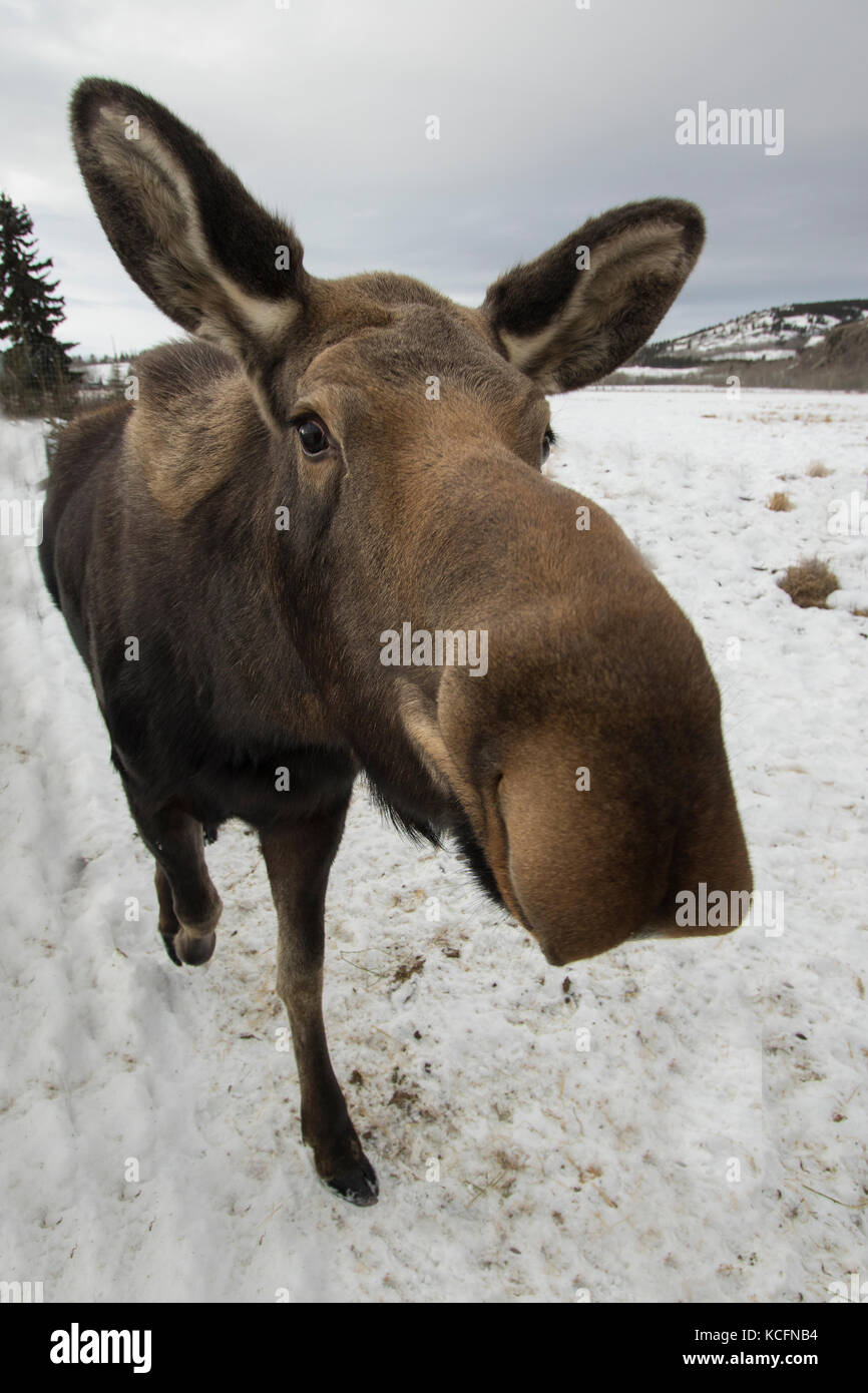 Moose, Alces alces, Yukon, British Columbia, Canada Stock Photo - Alamy