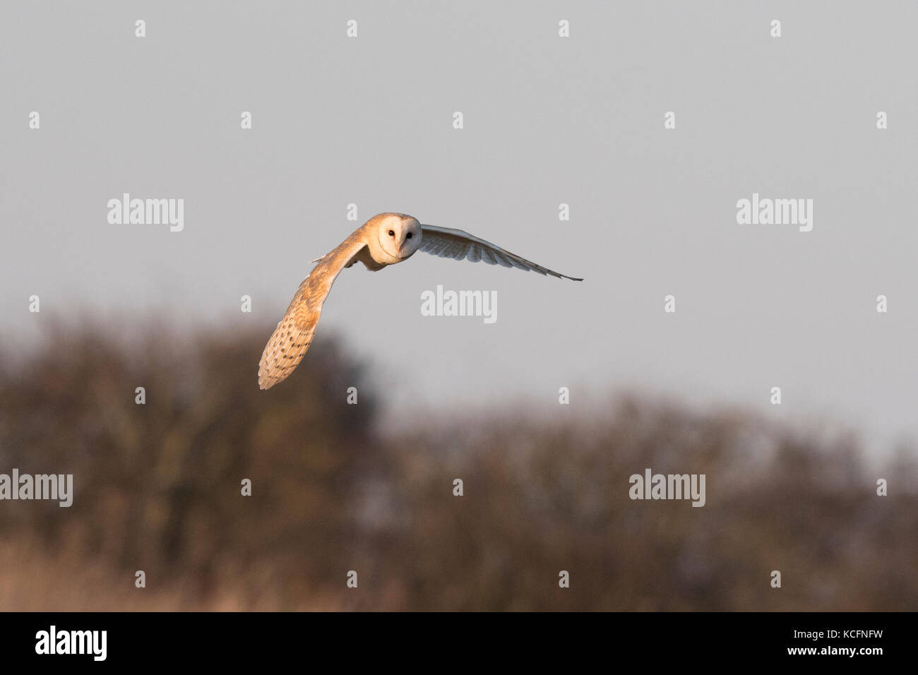 Barn Owl Tyto alba hunting in late afternoon Titchwell RSPB Reserve ...