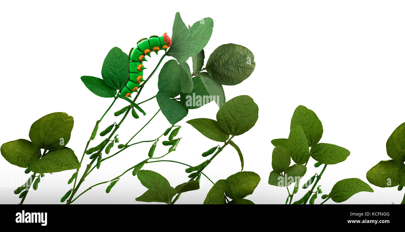 Insect, large, plant, isolated, beige background Stock Photo - Alamy