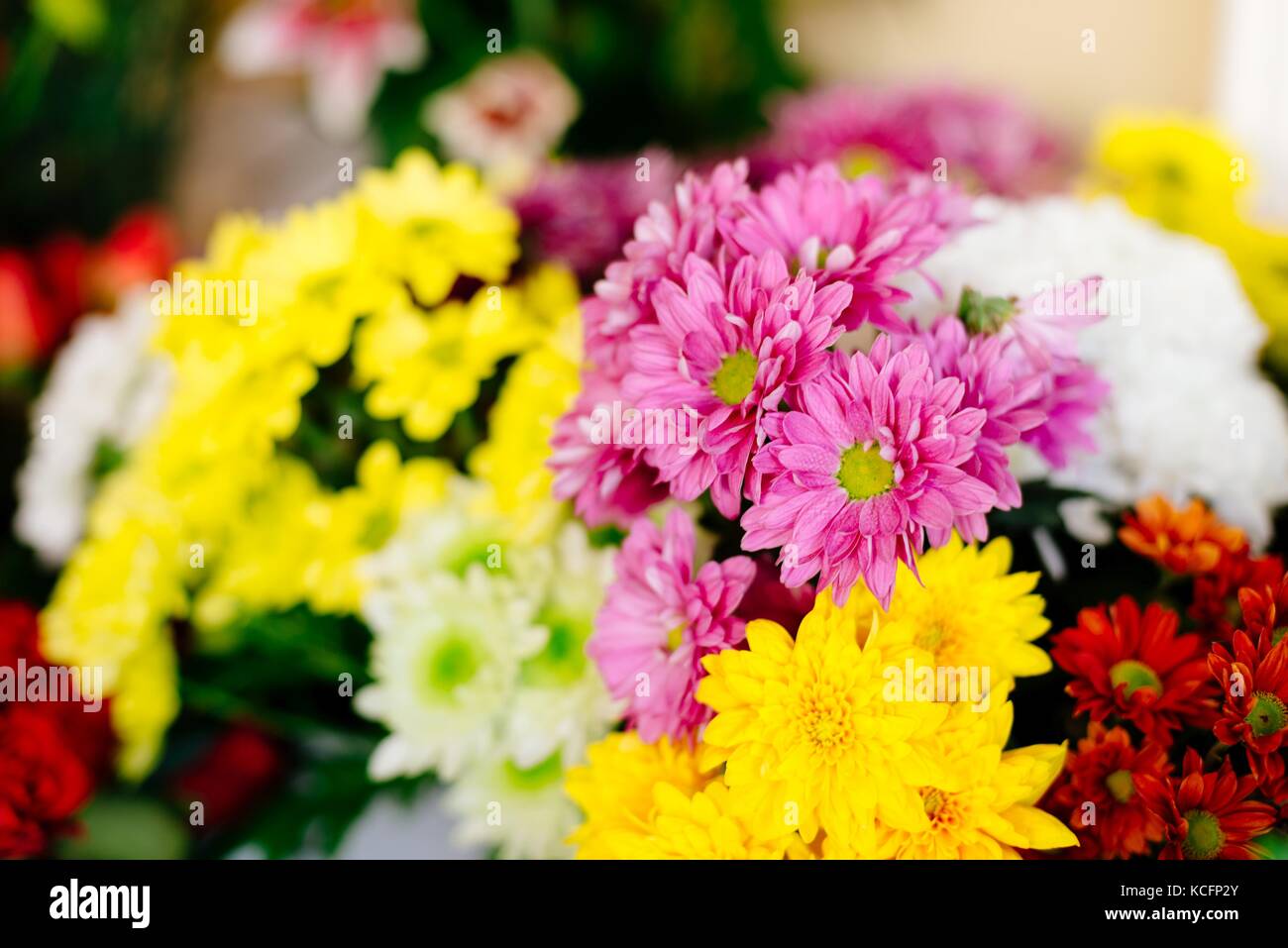 Beautiful violet and yellow gerbera daisies in pot Stock Photo - Alamy