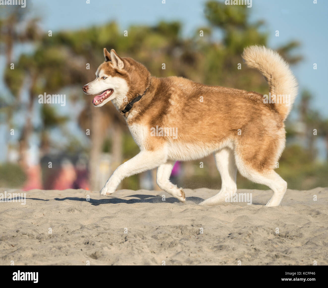 Siberian Husky dog at Ocean Beach, CA Stock Photo - Alamy