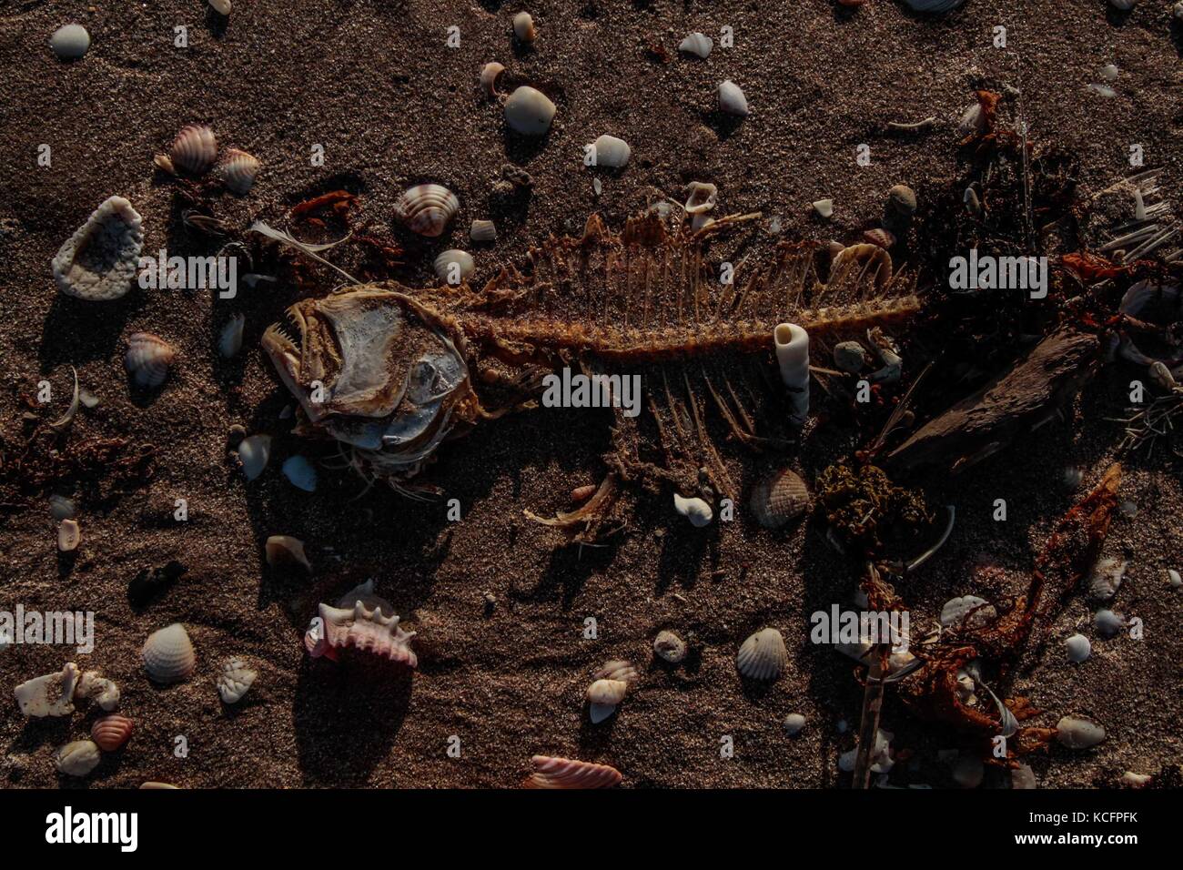Fish Bones Beach Stock Photos & Fish Bones Beach Stock Images - Alamy