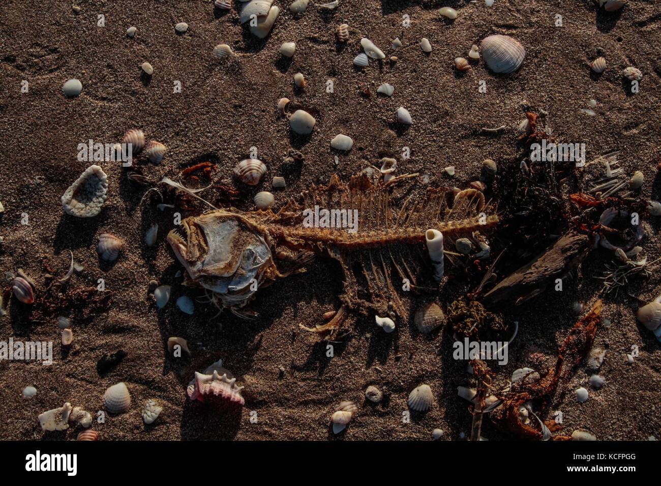 Fish head and body bones hi-res stock photography and images - Alamy