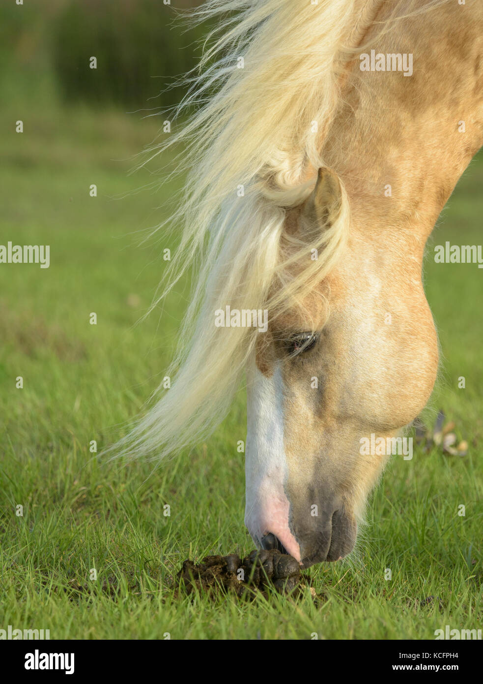 Palomino dappled Gypsy Vanner Horse colt sniffing poop on grass Stock ...