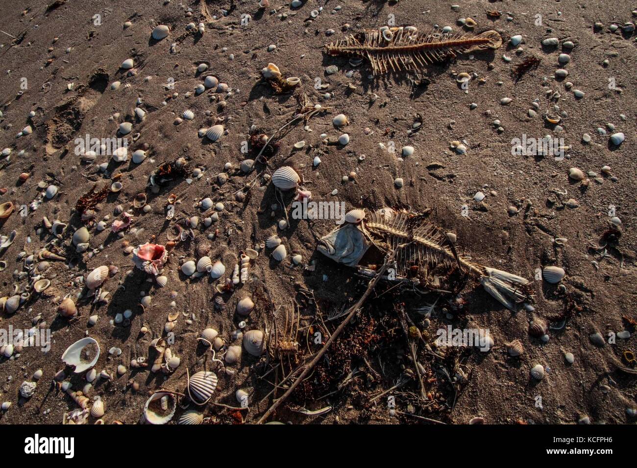 Skeleton or fish bones on texture of sea sand on Kino beach. Gulf of ...