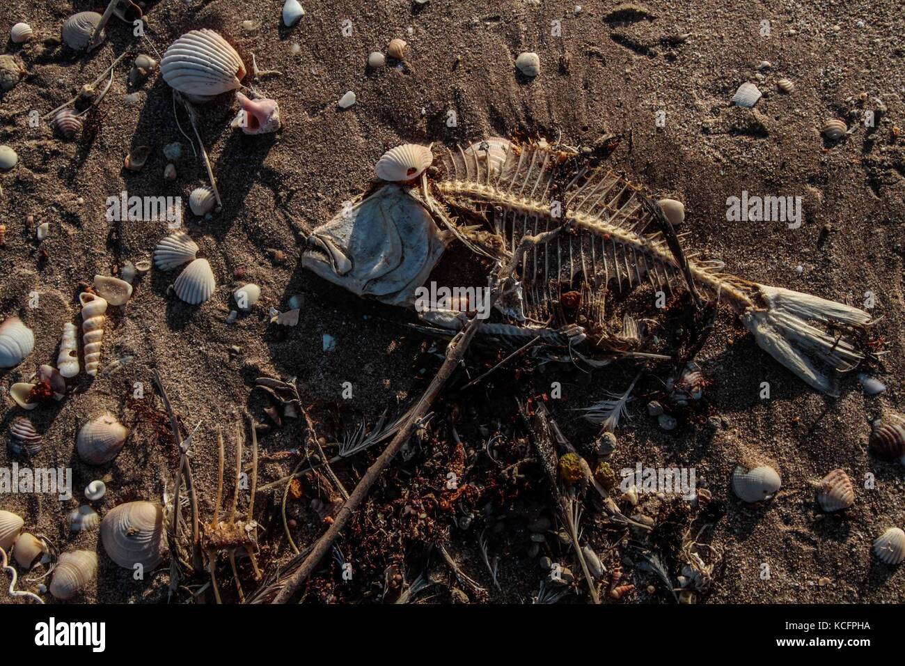 Skeleton or fish bones on texture of sea sand on Kino beach. Gulf of ...