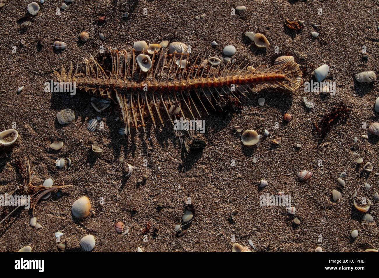 Pez muerto hi-res stock photography and images - Alamy