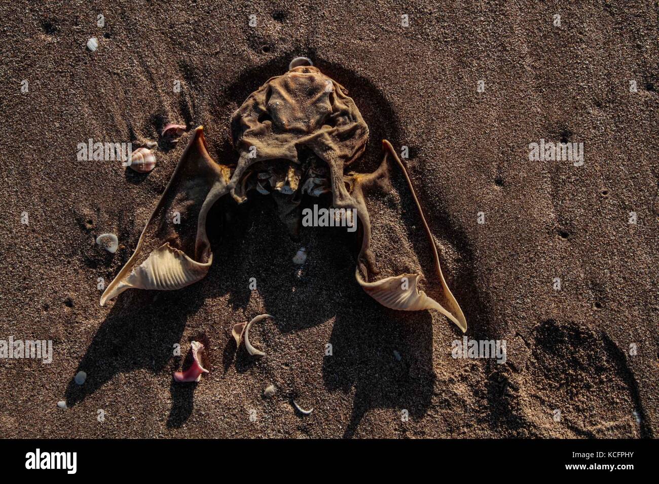 Skeleton or fish bones on texture of sea sand on Kino beach. Gulf of ...
