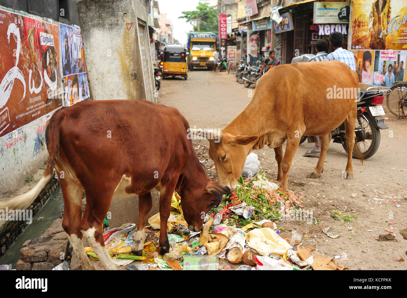 cows eating garbage on the street, Chidambaram, Tamil Nadu, India Stock ...