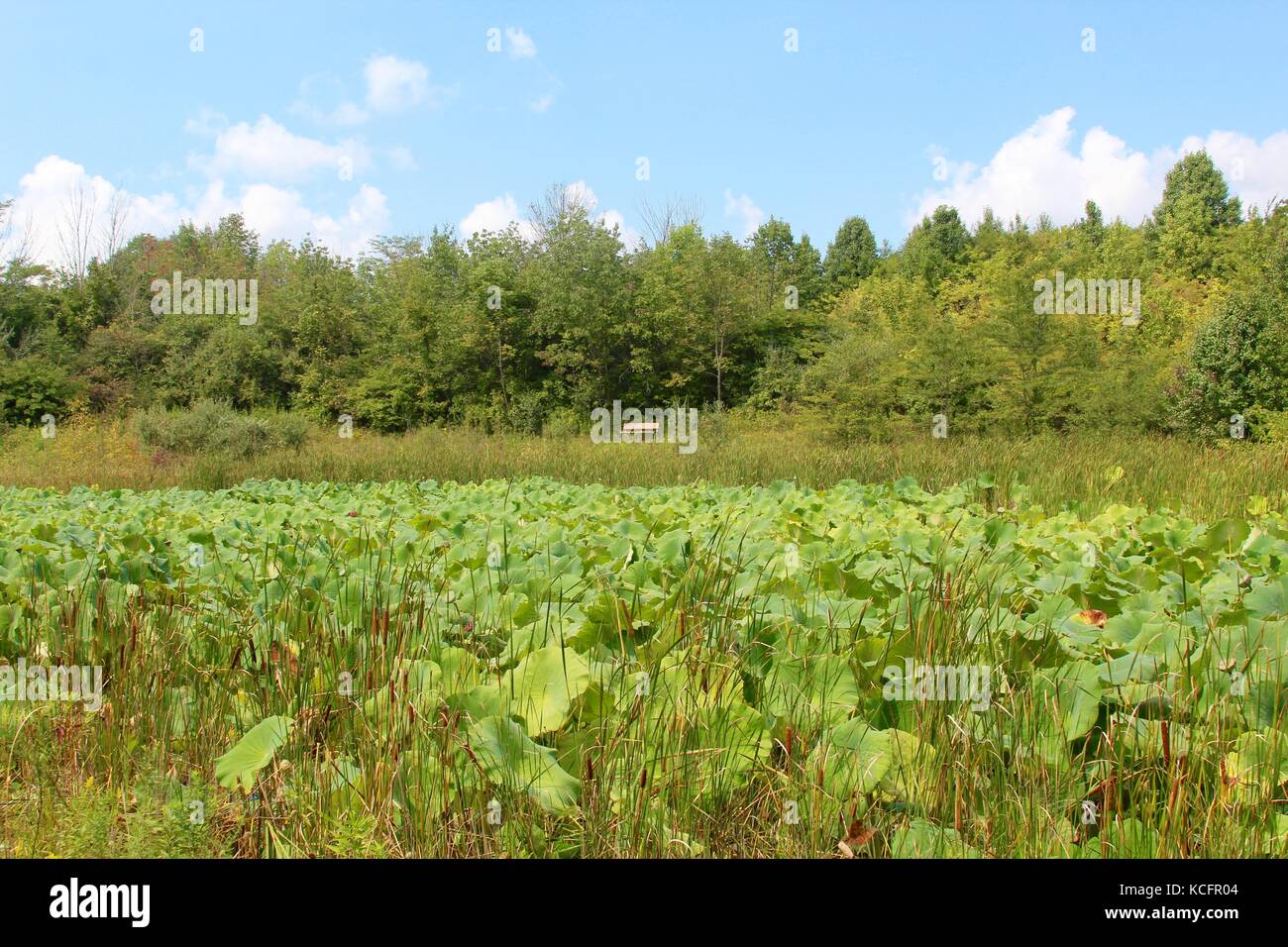 Some of the landscapes plants and trails of southwest Ohio Stock Photo ...