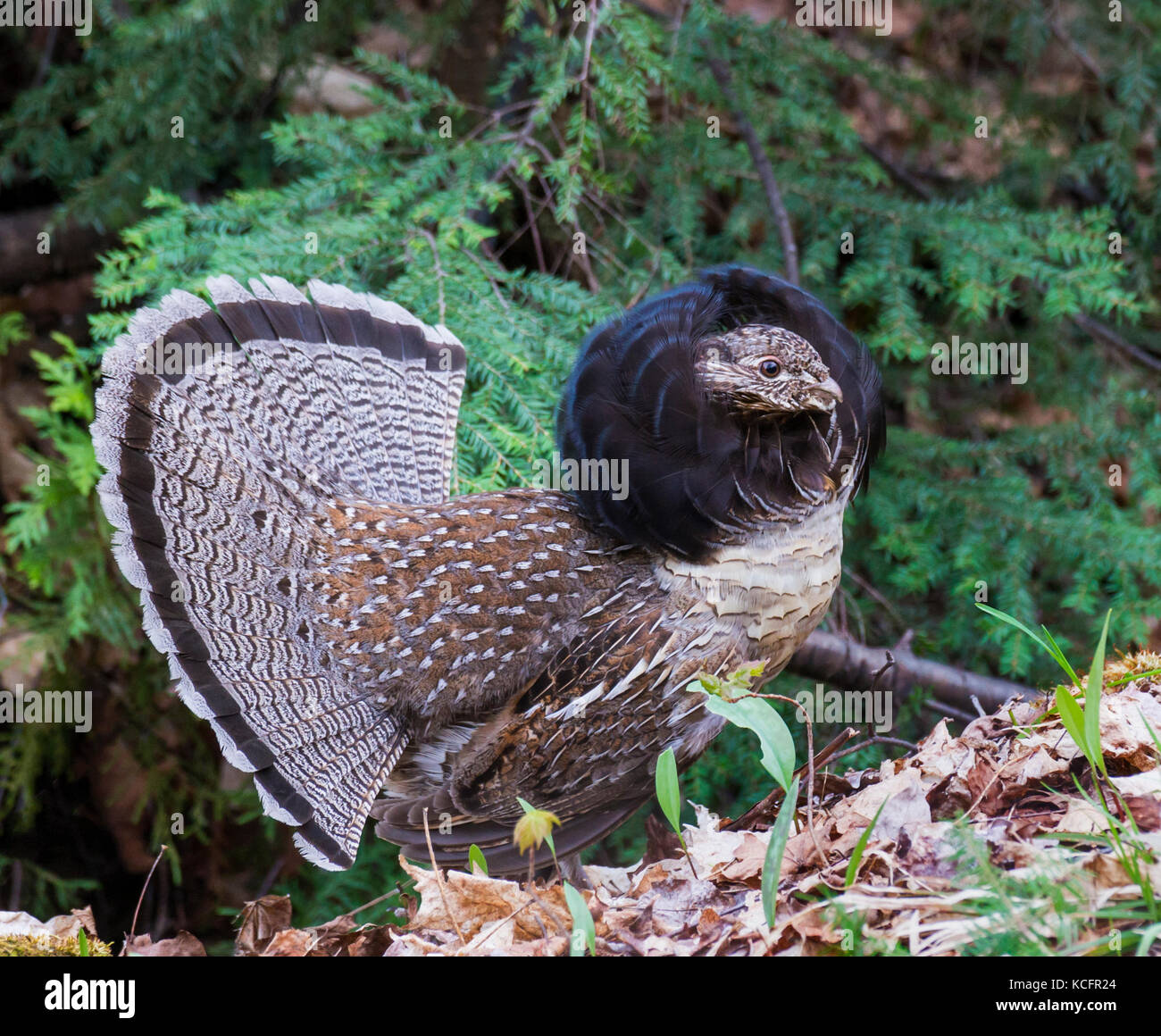 Bonasa umbellus ruffed grouse hi-res stock photography and images - Alamy