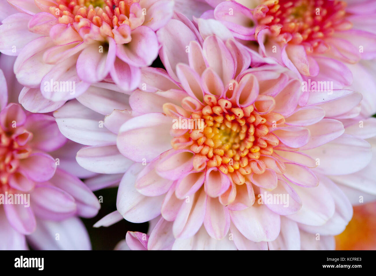 Flakes flowers hi-res stock photography and images - Alamy