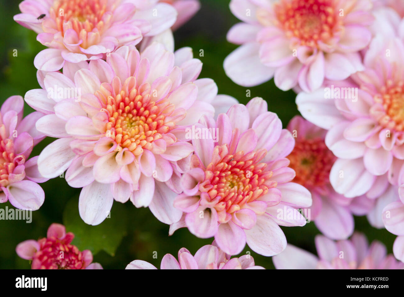 Garden pink flowers Stock Photo - Alamy