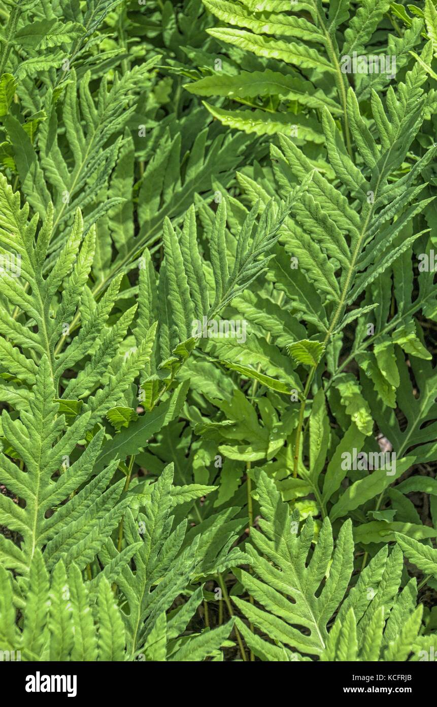 Sensitive fern hi-res stock photography and images - Alamy