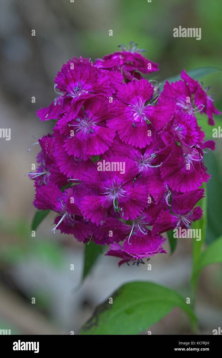 Sweet william flower hi-res stock photography and images - Alamy