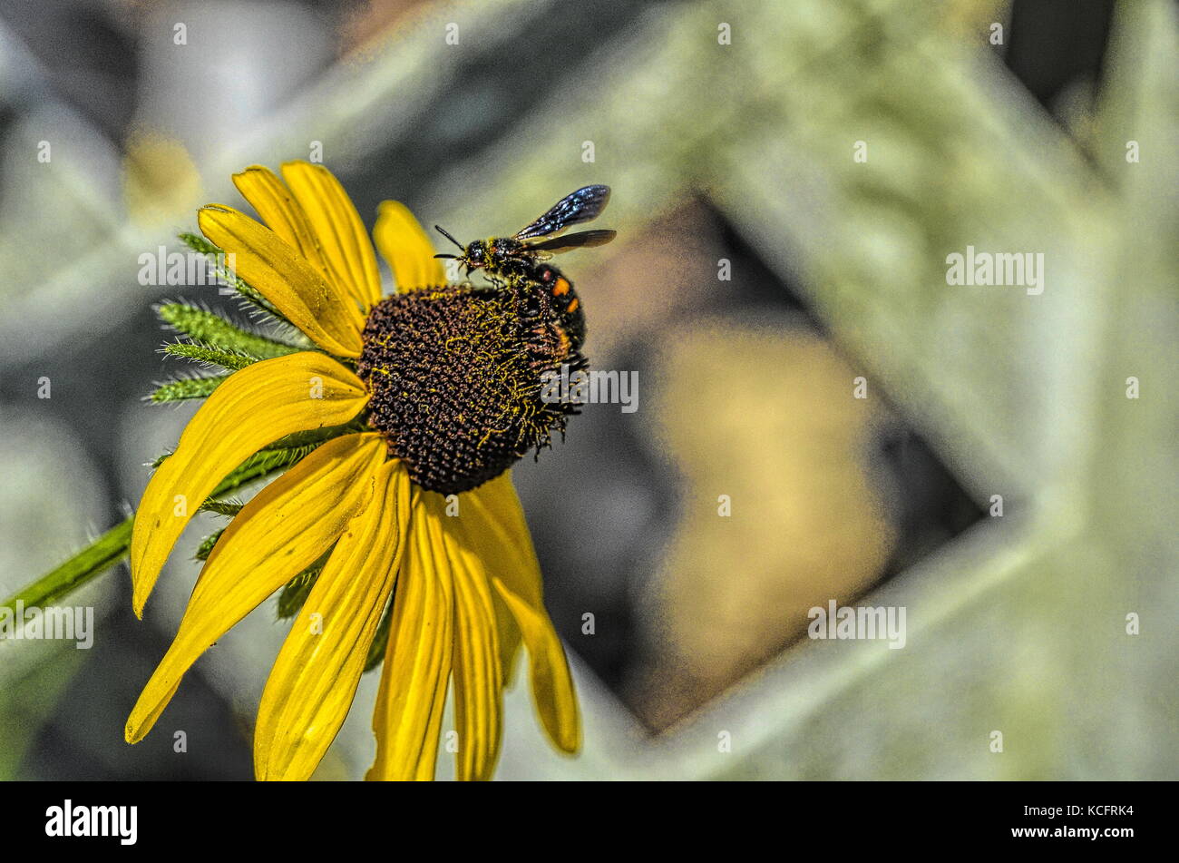 bee on coneflower Stock Photo - Alamy
