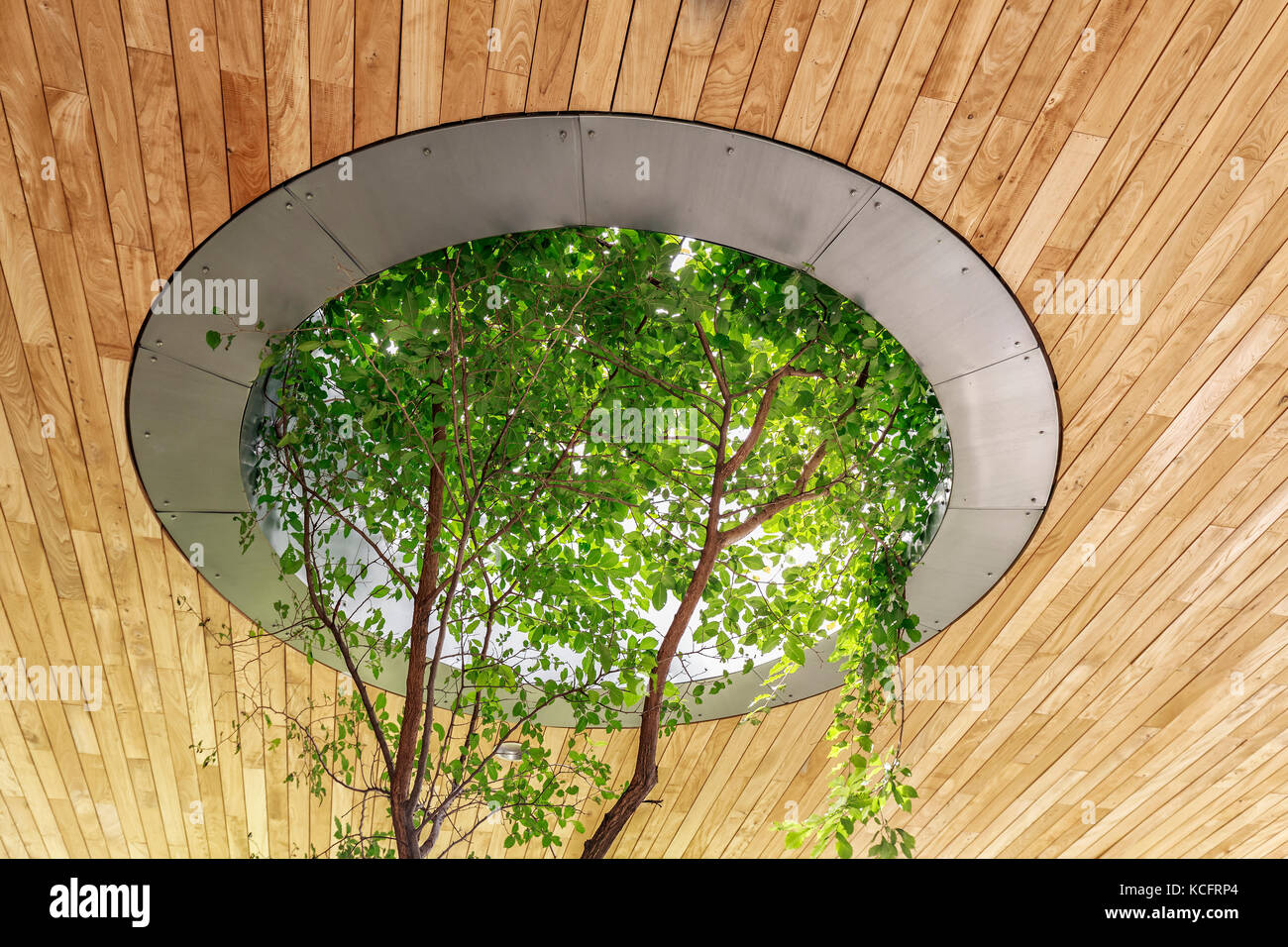 Tree skylight hi-res stock photography and images - Alamy
