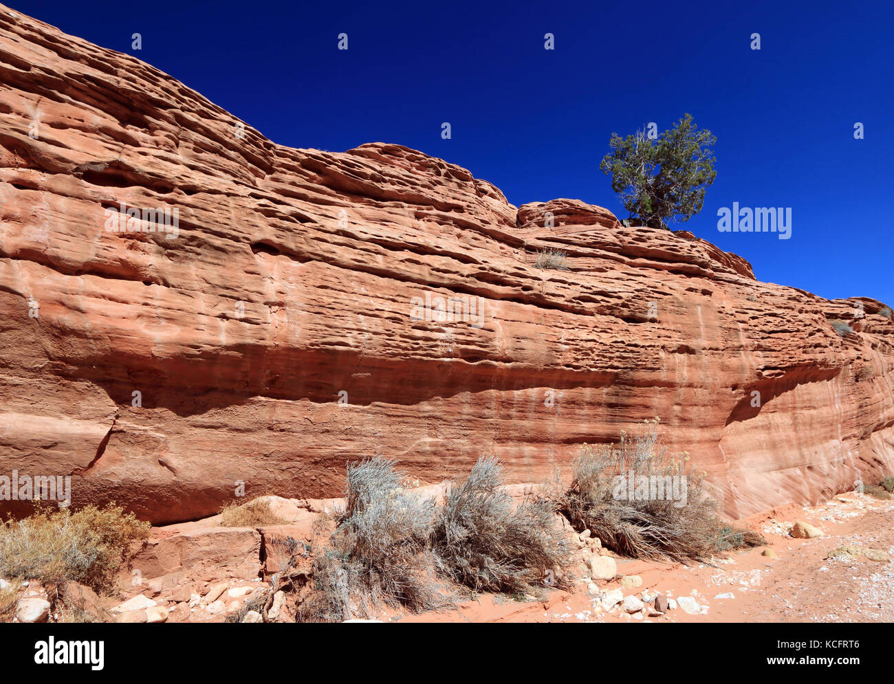 Lone tree atop this desert rock formation and deep blue cloudless sky ...