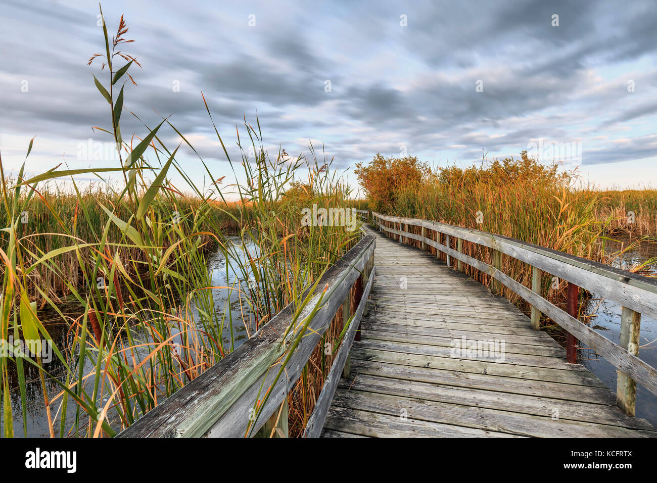 Boardwalk in marsh hi-res stock photography and images - Alamy