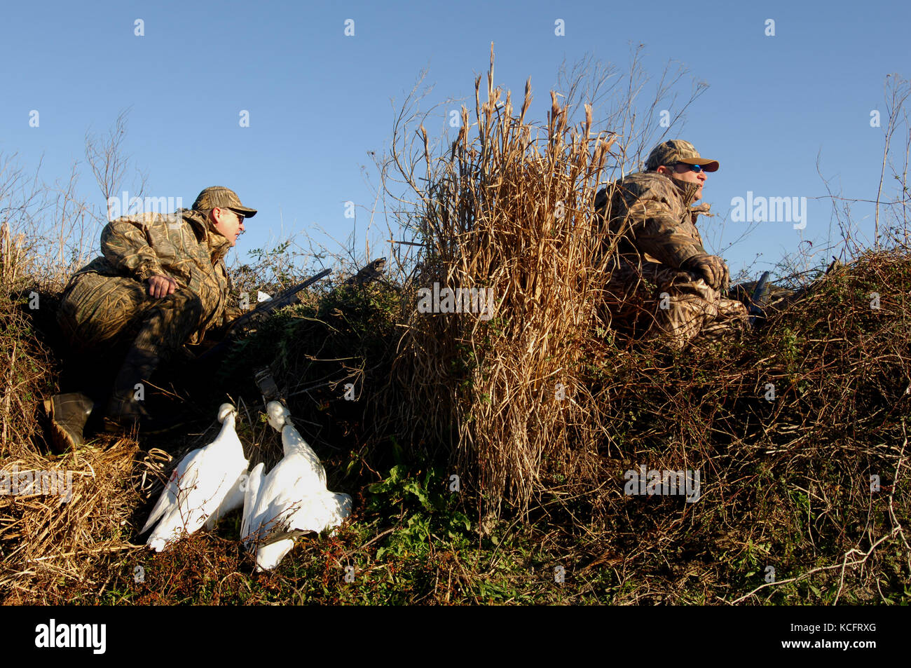 Goose hunter hunting snow geese on a rice field levy near Harwood Texas ...