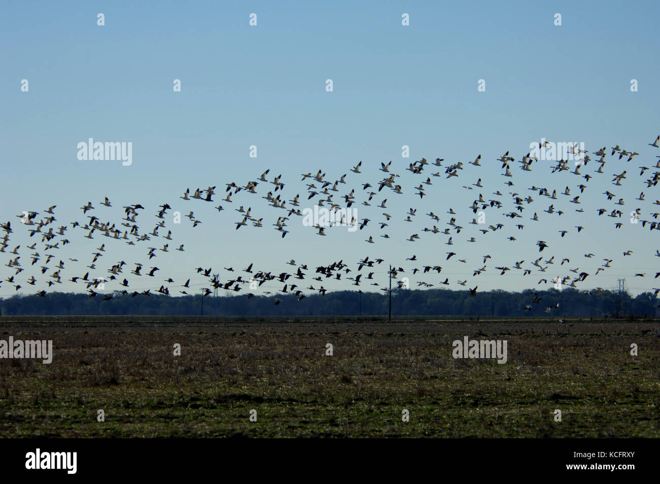 A flock of snow geese flies over a goose hunting field near Harwood ...