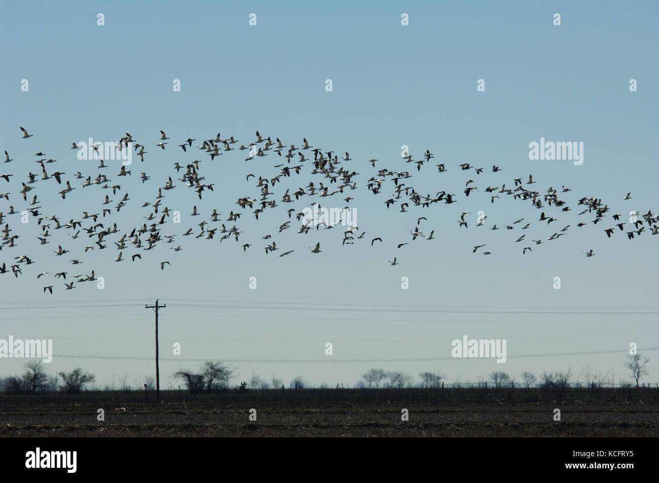 A flock of snow geese flies over a goose hunting field near Harwood ...