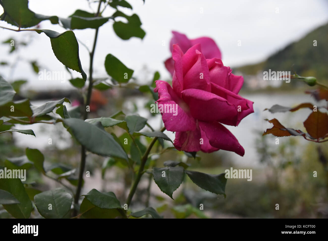Rose River Stock Photos & Rose River Stock Images - Alamy