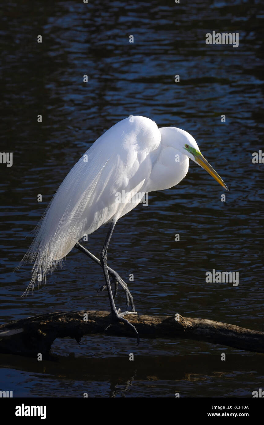 Great white erget (Ardea alba), Orlando, Florida, USA Stock Photo - Alamy