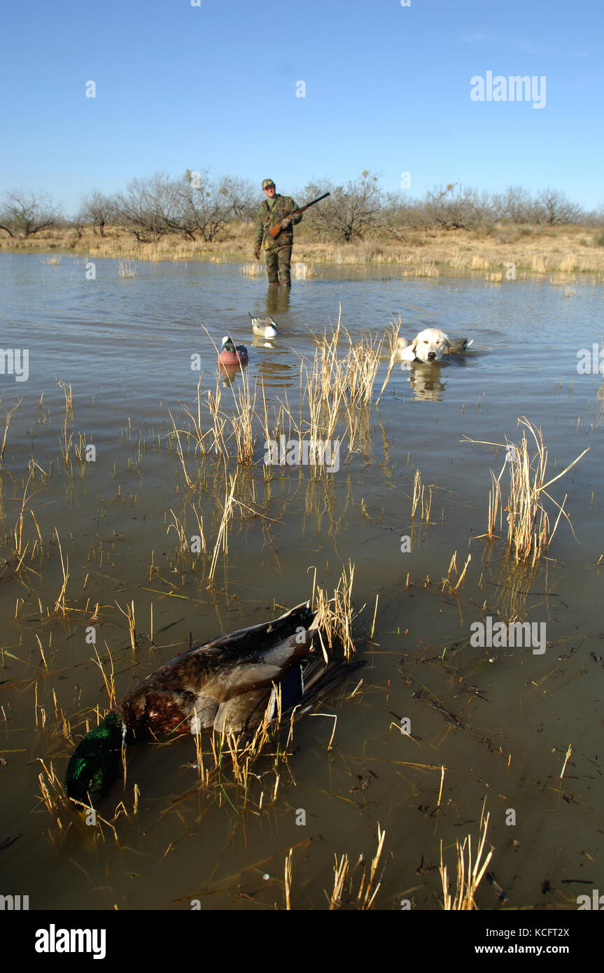 Lab retrieving duck hi-res stock photography and images - Alamy