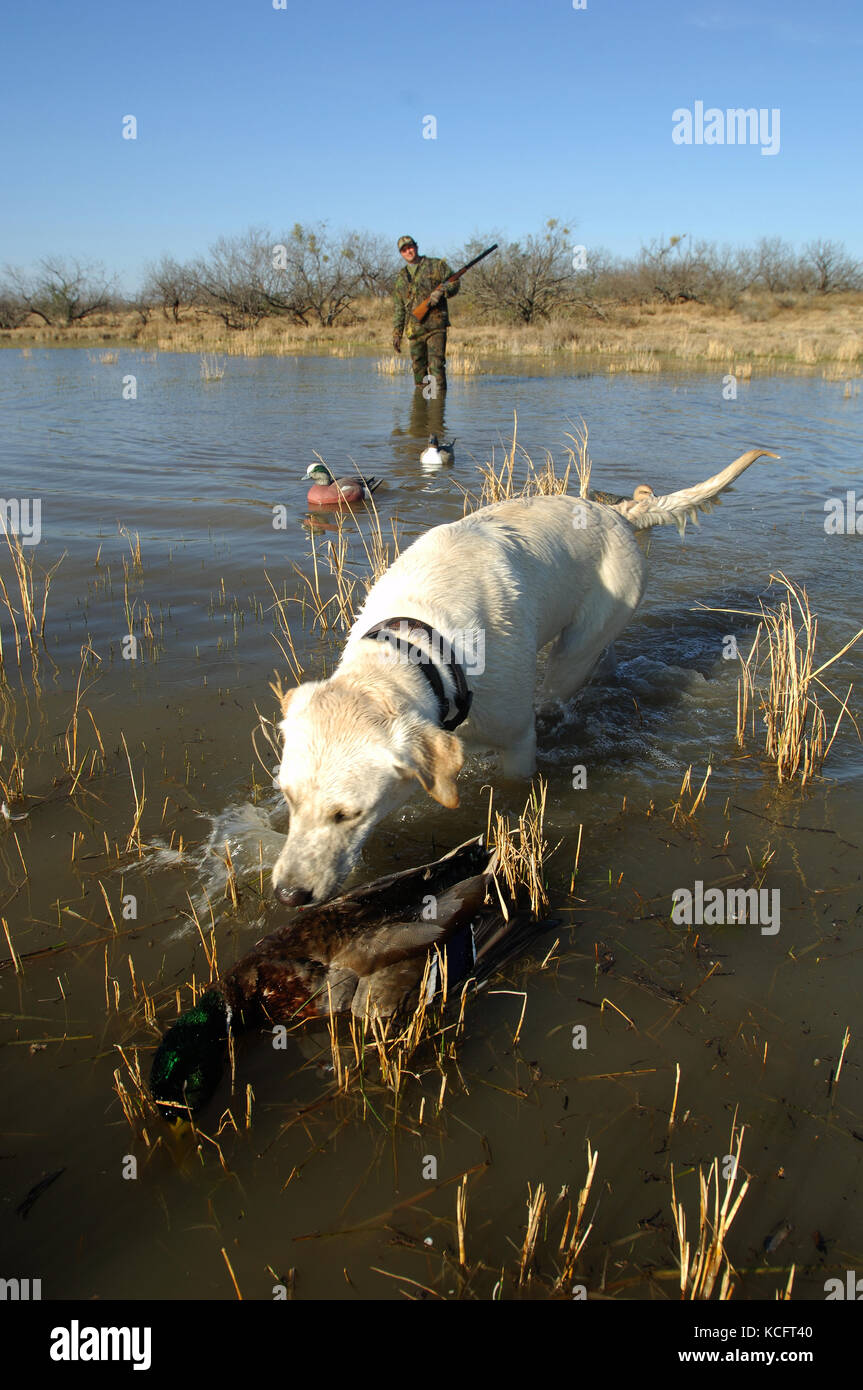 A yellow Labrador retriever fetching a mallard drake for a South Texas ...