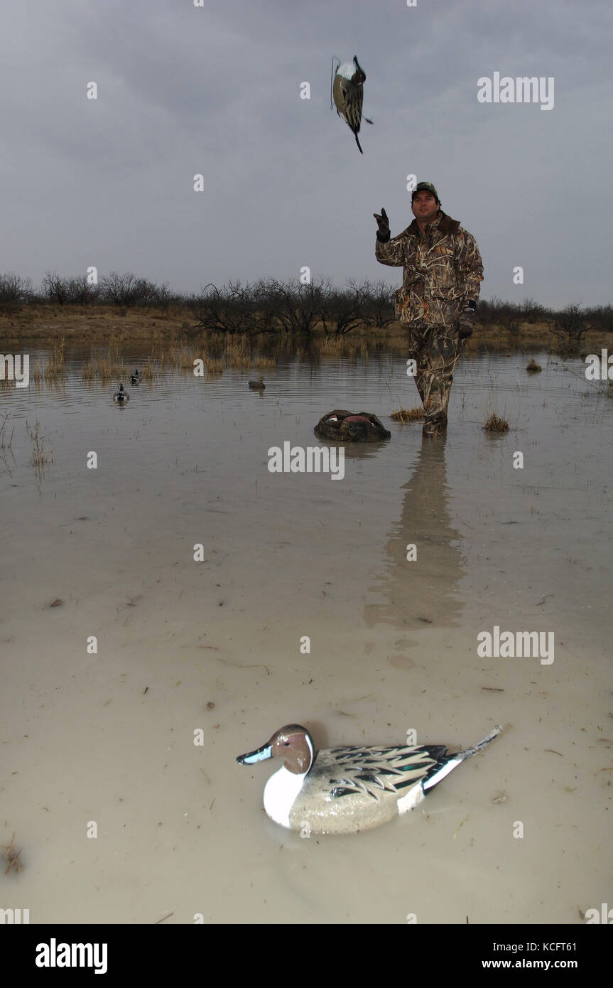 A duck hunter in camouflage sets out his hunting decoys in a South ...
