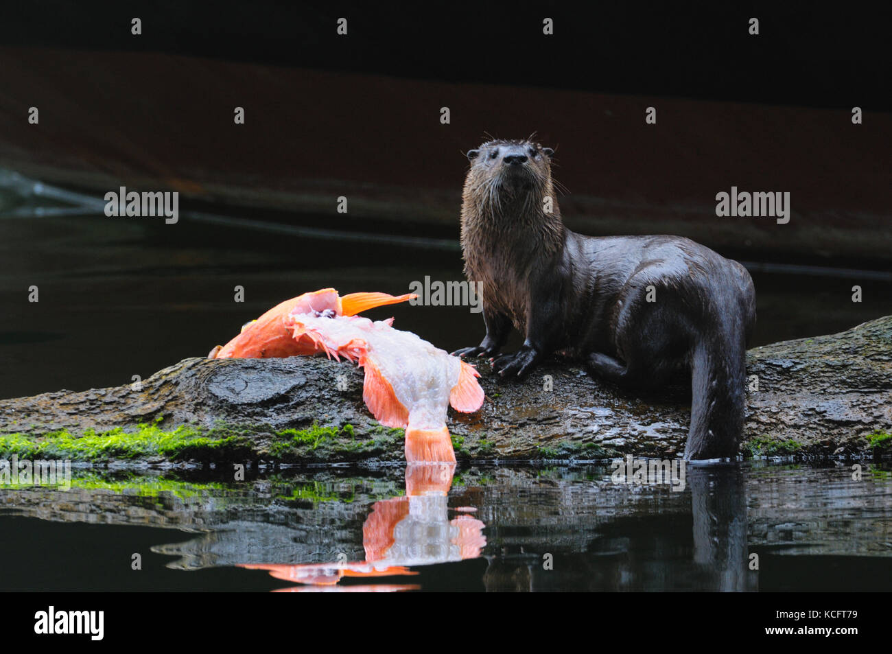 Rupert river hi-res stock photography and images - Alamy