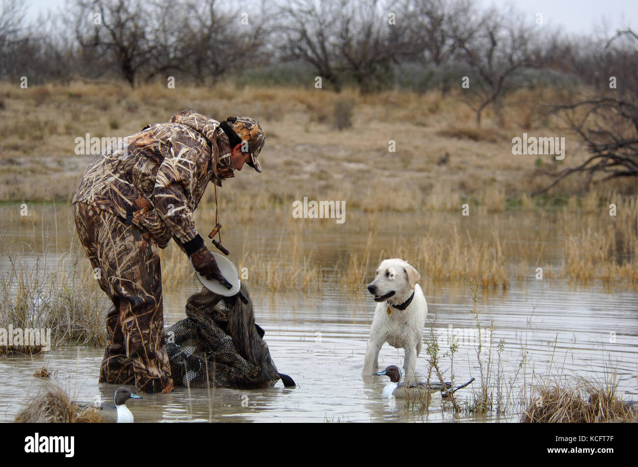Yellow Labrador Duck Hunting