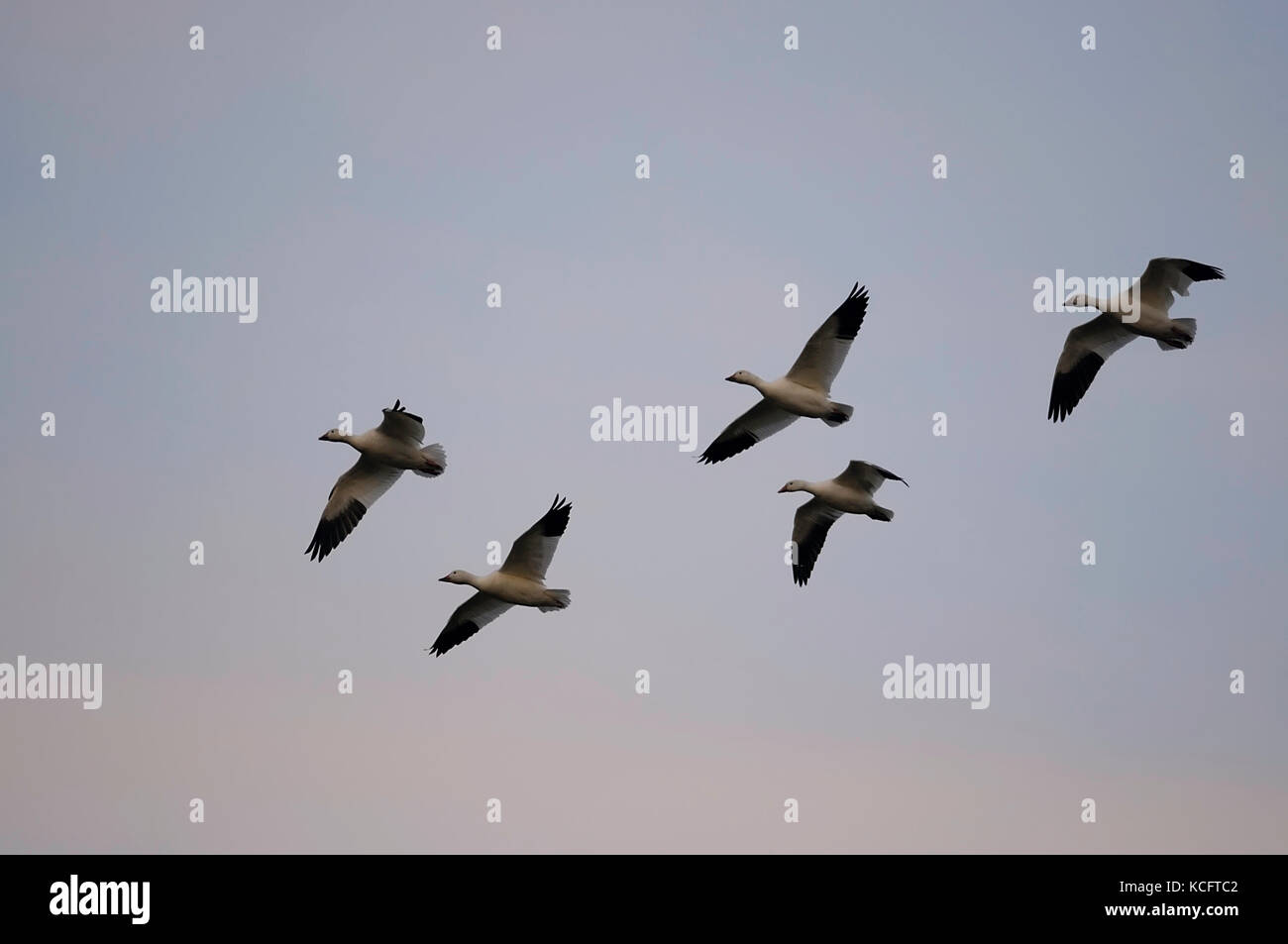 Snow Geese (Chen caerulescens) flying over Delta, BC, Canada (Vancouver ...