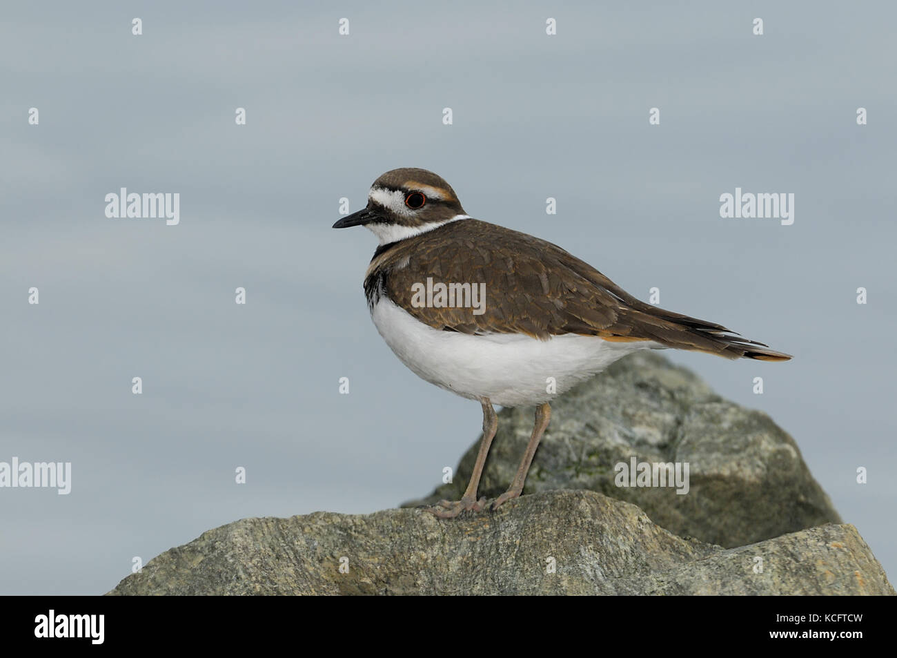Kill deer(Charadrius vociferus) Shola Barbour Bird Sanctuary, Sidney ...