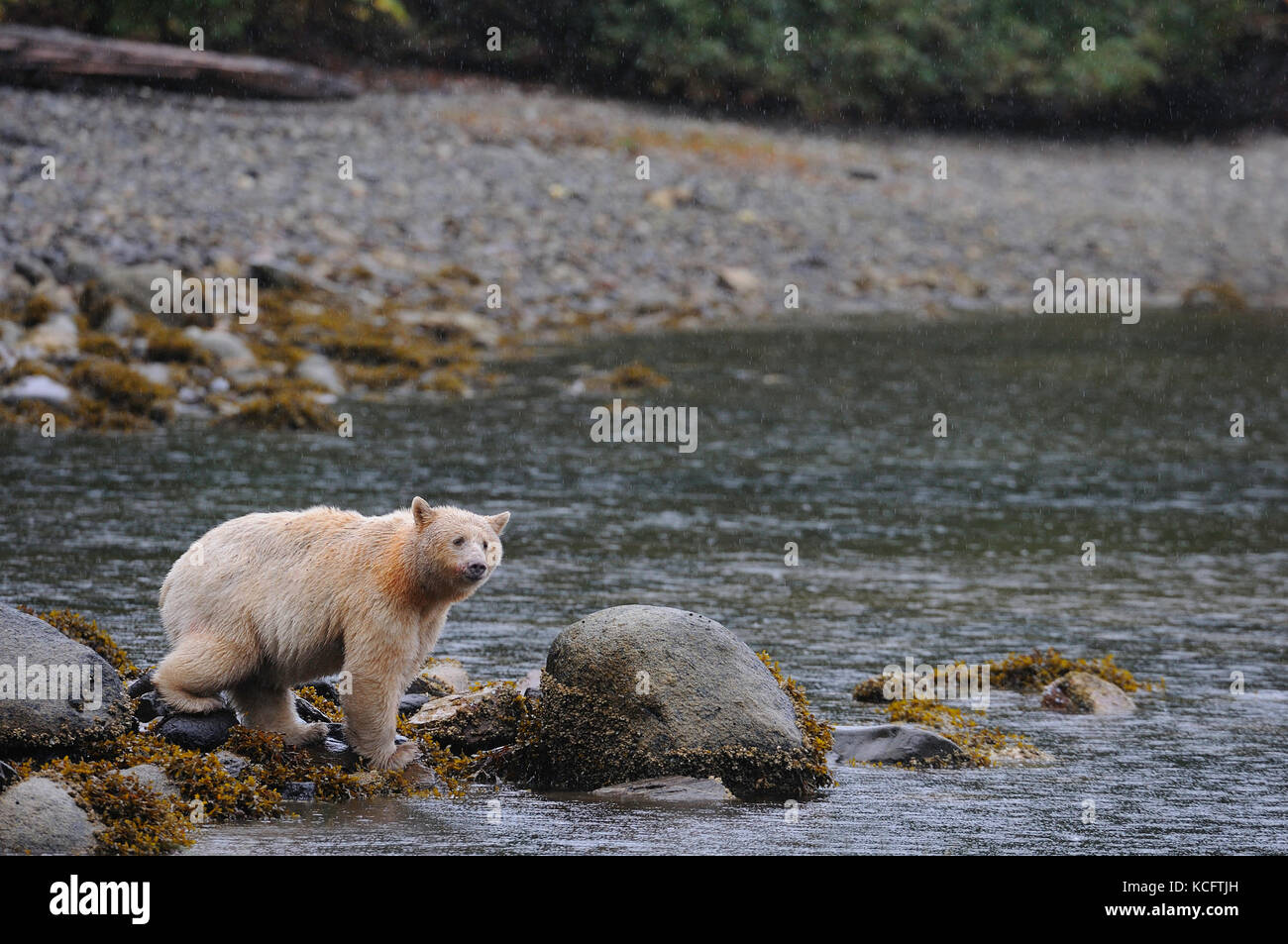 Photographed on Princess Royal Island just north of Klemtu, BC Stock ...