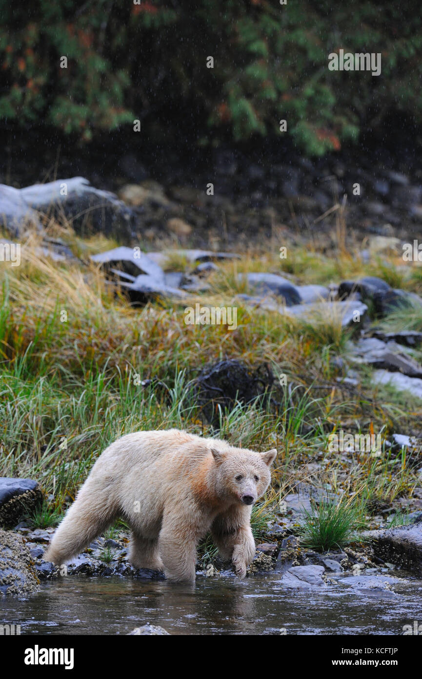 Photographed on Princess Royal Island just north of Klemtu, BC Stock ...