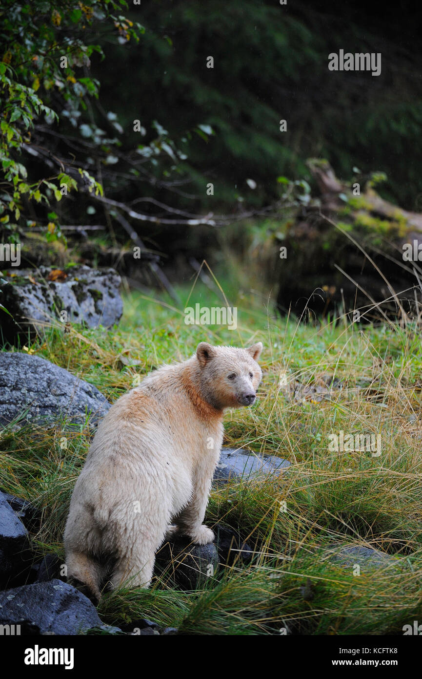 Photographed on Princess Royal Island just north of Klemtu, BC Stock ...