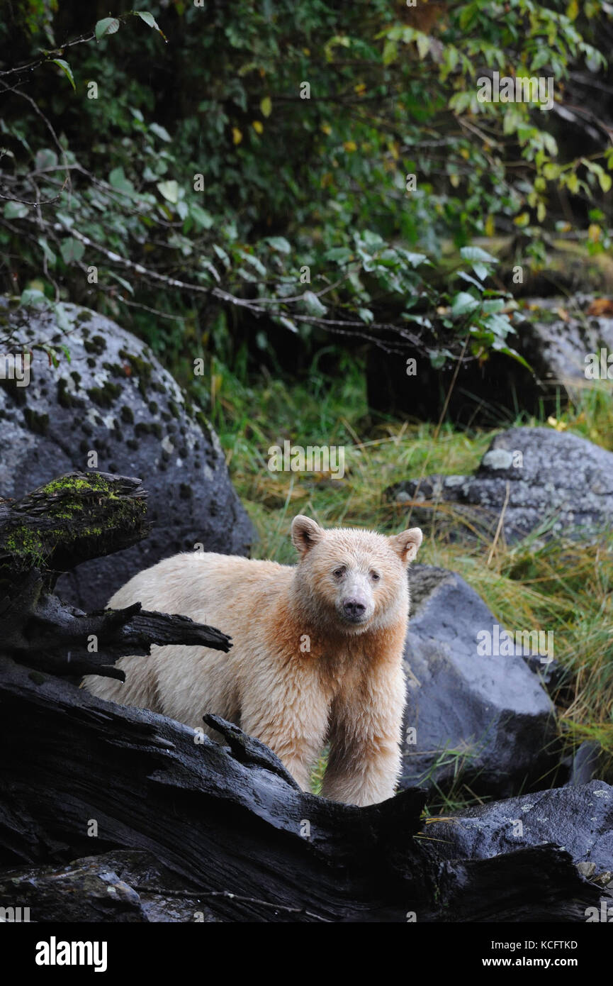 Photographed on Princess Royal Island just north of Klemtu, BC Stock ...