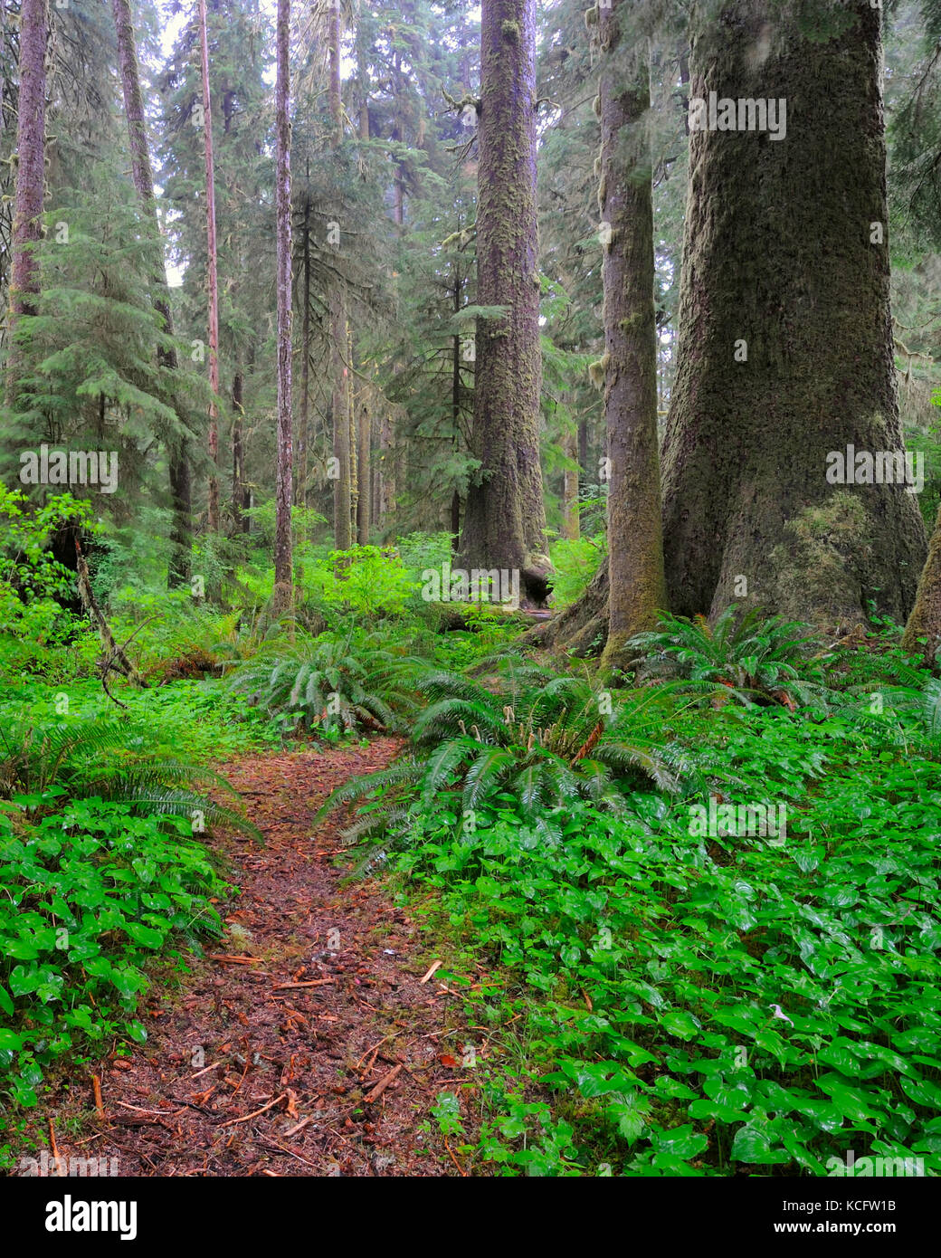 Carmanah Walbran Provincial Park, Vancouver Island, BC, Canada Stock ...