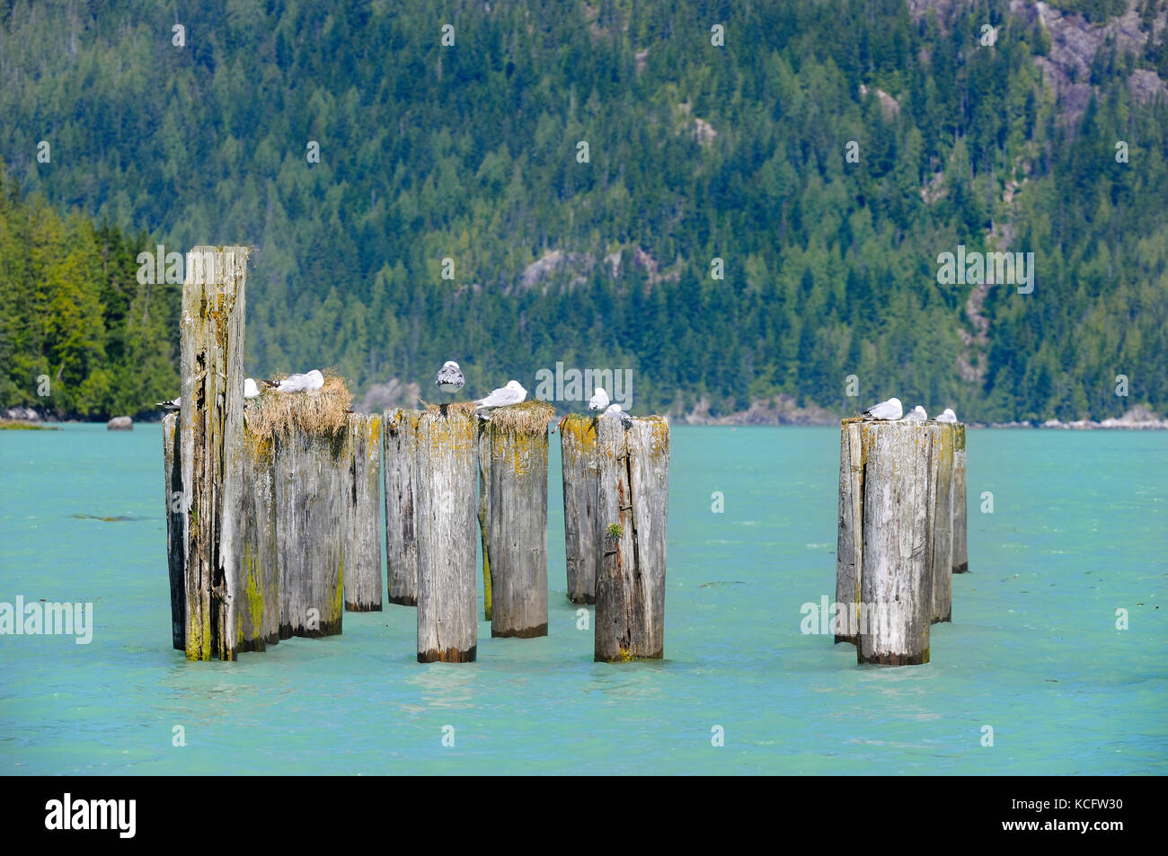 Last of an old dock at knight inlet hi-res stock photography and images ...
