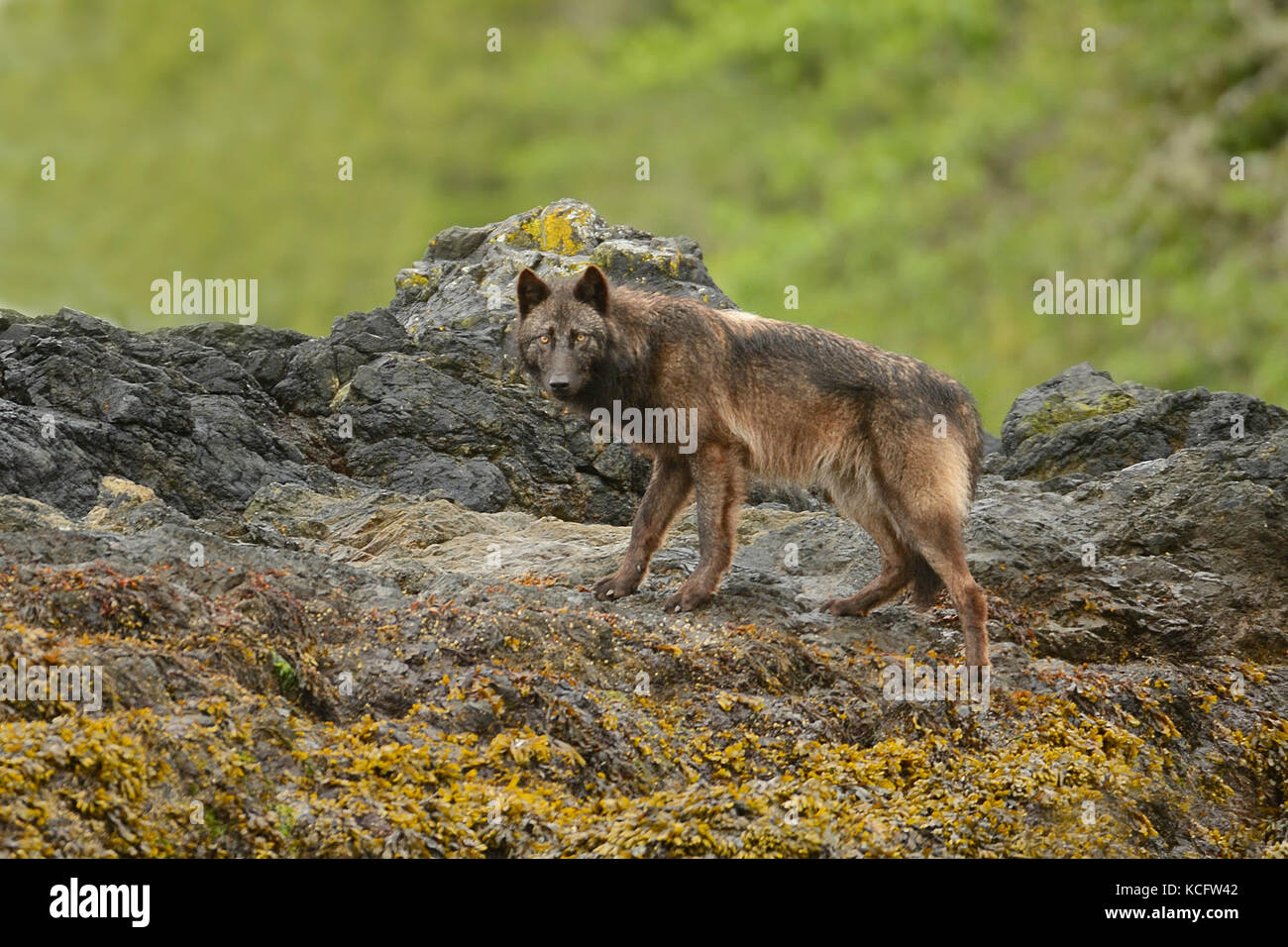 Vancouver Island wolf photographed on Vargas Island, west coast ...