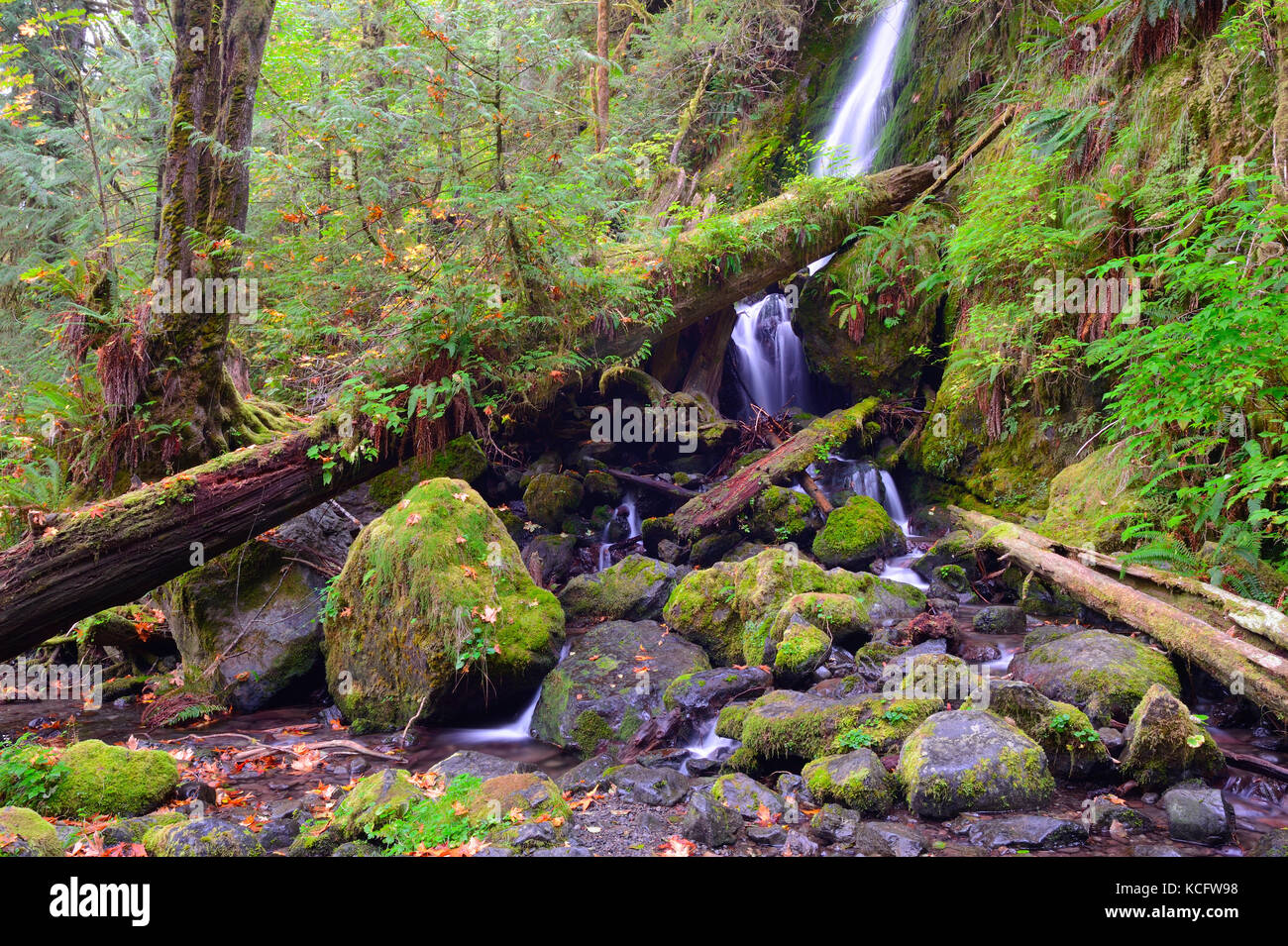 Merriman Falls, Olympia National Park, Washington, USA Stock Photo - Alamy
