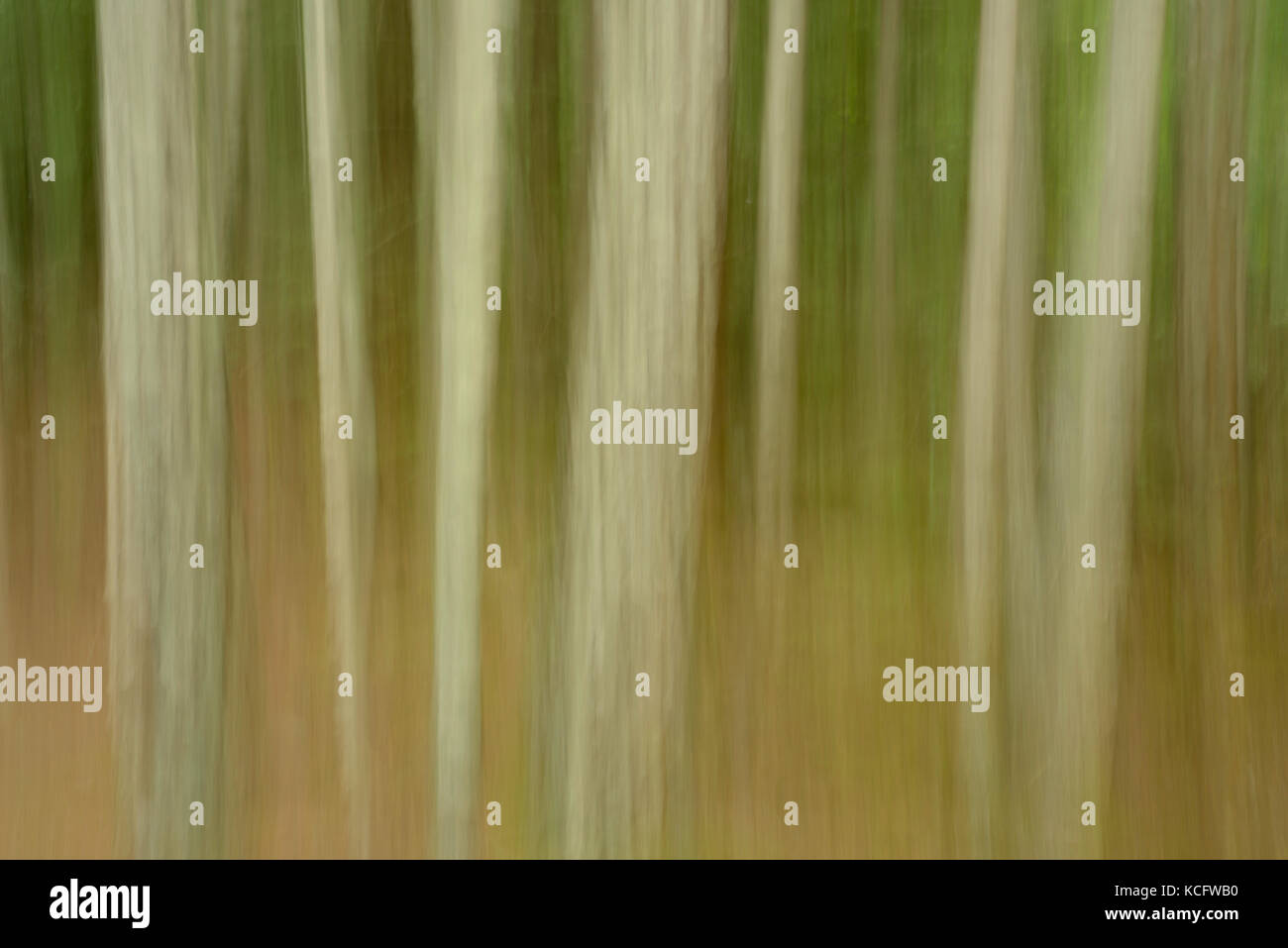 Lizzie bay hi-res stock photography and images - Alamy