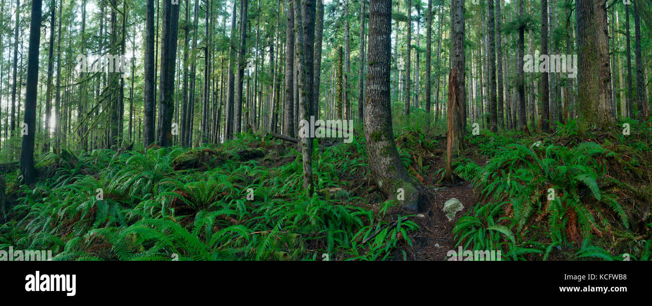 Pano of Avatar Grove near Port Renfrew, Vancouver Island, BC Canda ...