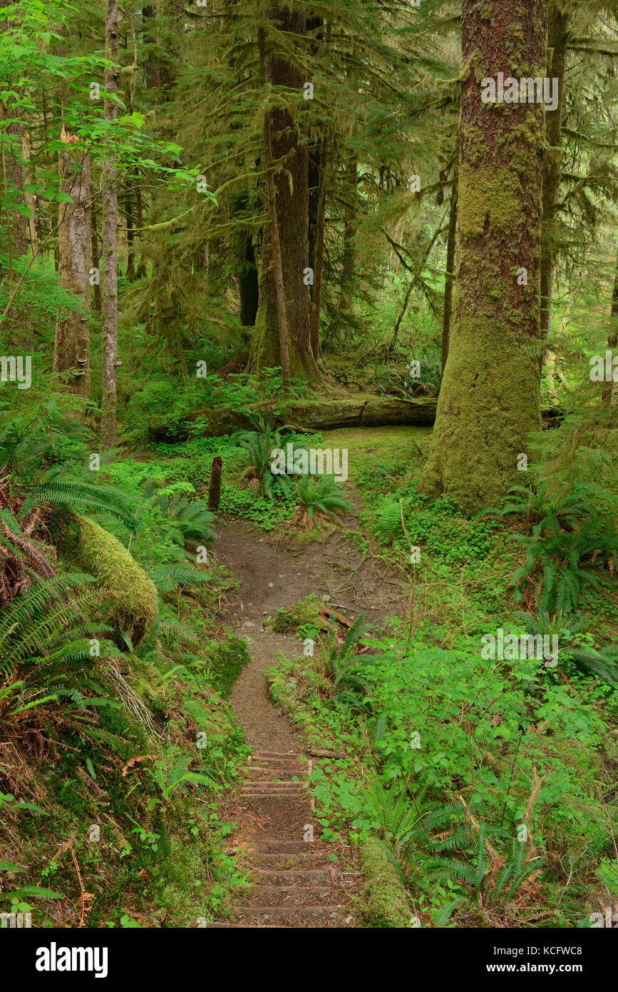 Carmanah Walbran Provincial Park, Vancouver Island, BC, Canada Stock ...