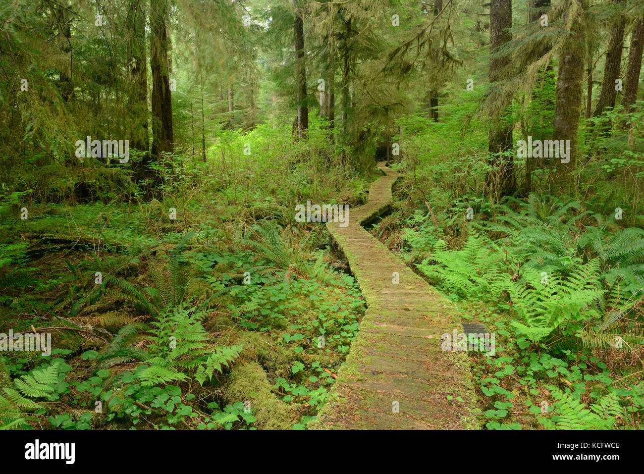 Carmanah Walbran Provincial Park, Vancouver Island, BC, Canada Stock ...