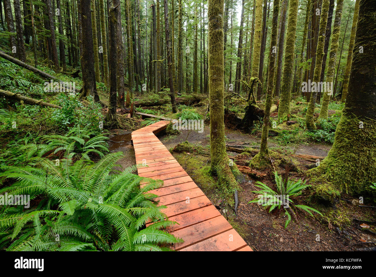 Taken at Avatar Grove near Port Renfrew, Vancouver Island, BC ,Canada ...