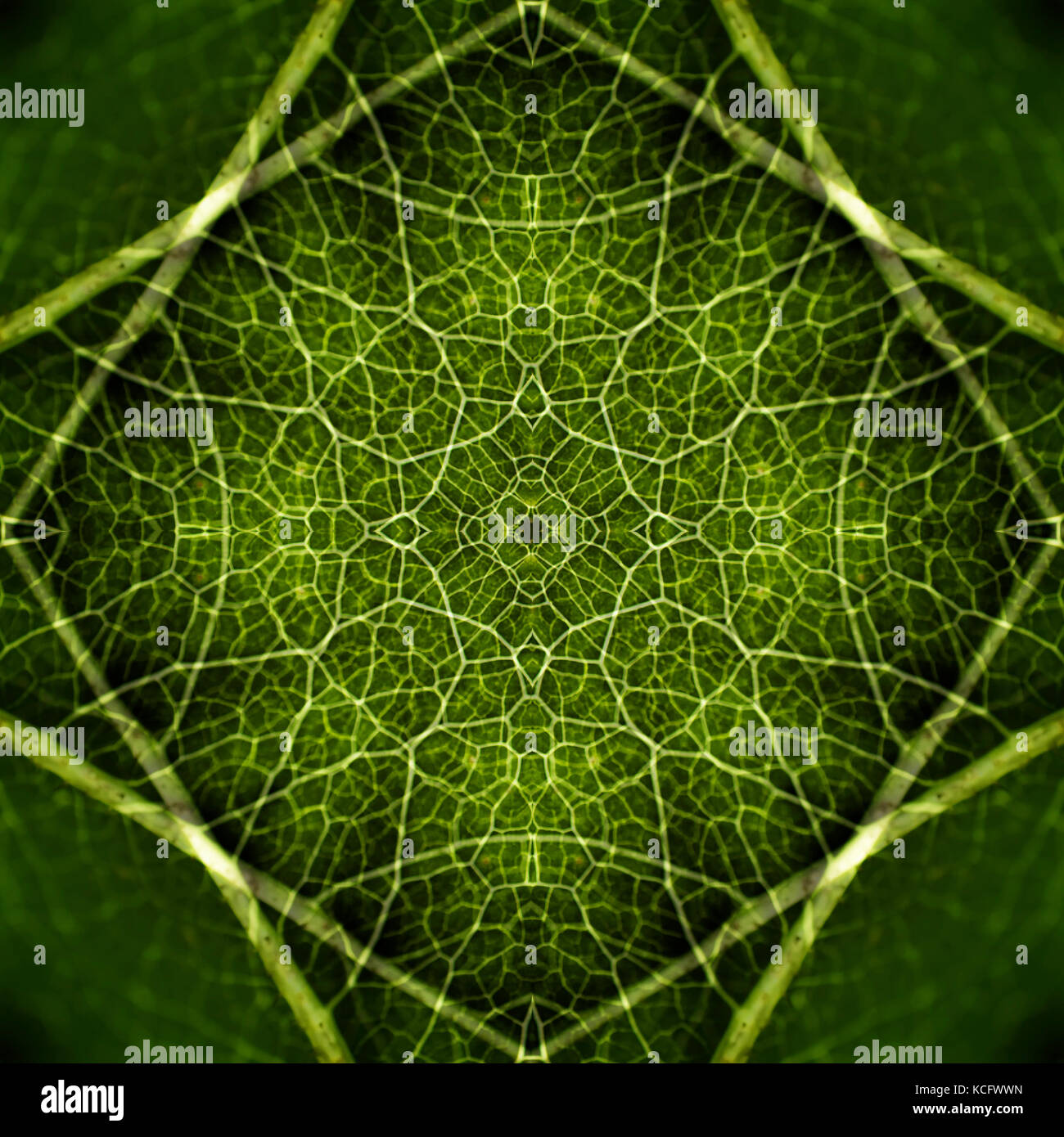 Maple Leaf Cell Diagram